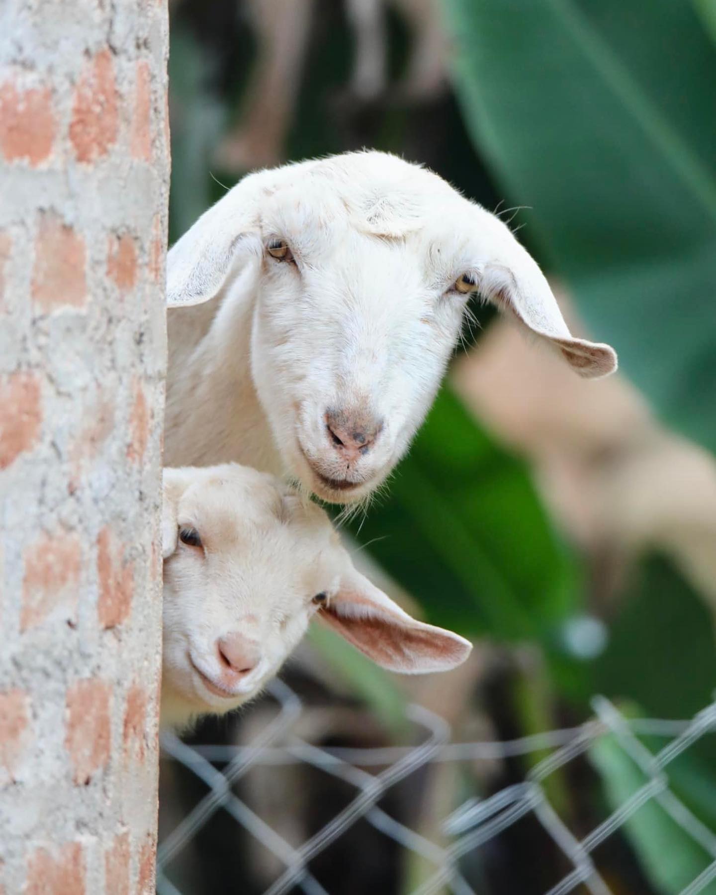 Home Page - Gibb's Farm | A Sanctuary for the Senses