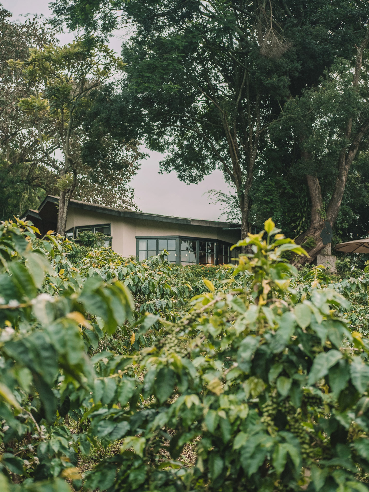 Five favourite things about Gibb’s Farm - Gibb's Farm | A Sanctuary for ...