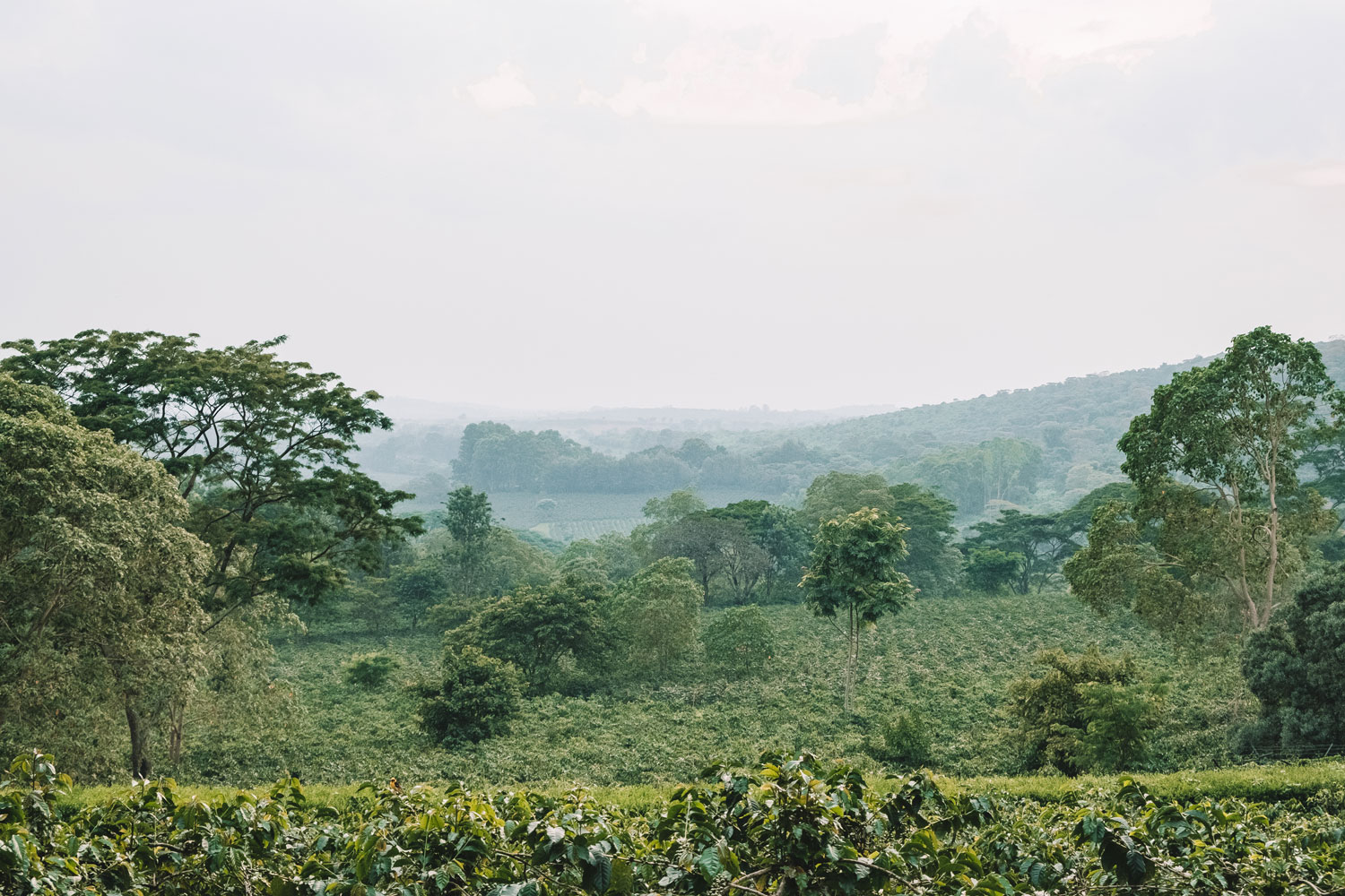 Five favourite things about Gibb’s Farm - Gibb's Farm | A Sanctuary for ...