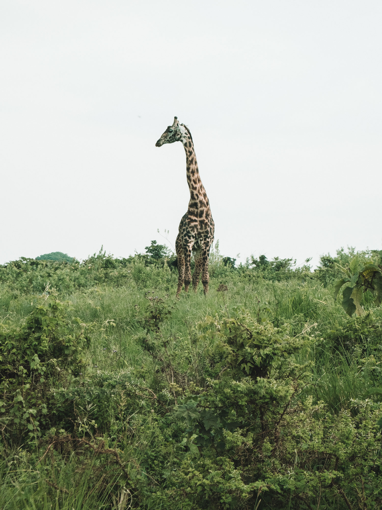 Slow Safari - Gibb's Farm | A Sanctuary for the Senses