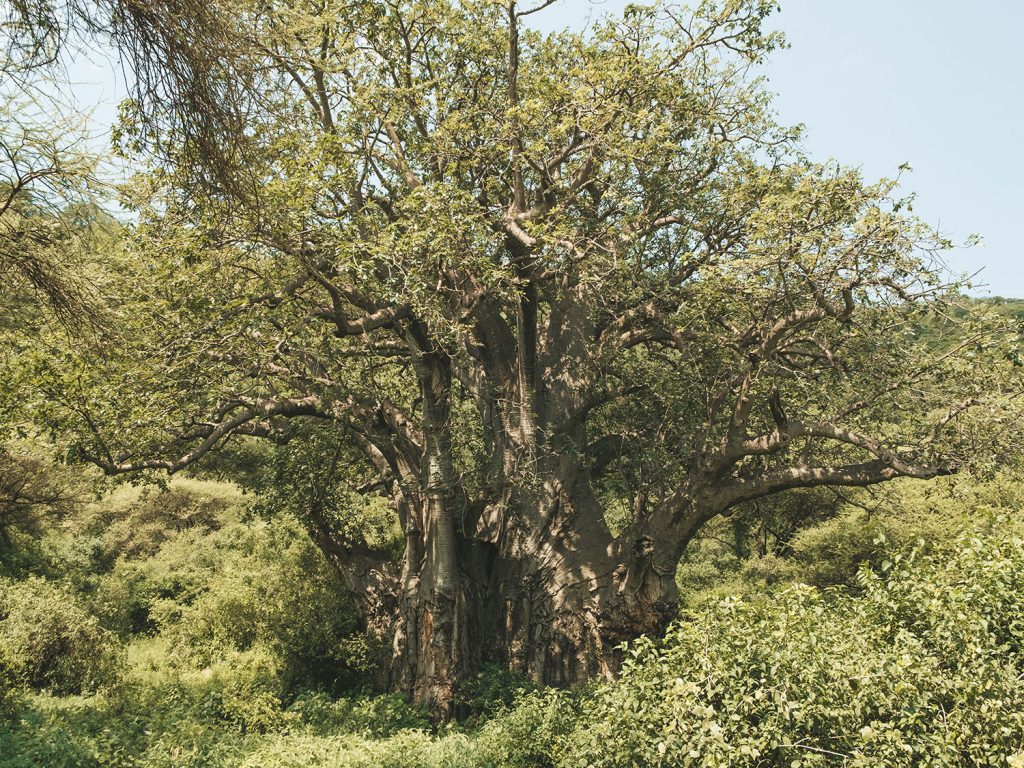 Waiting for the rain - Gibb's Farm | A Sanctuary for the Senses